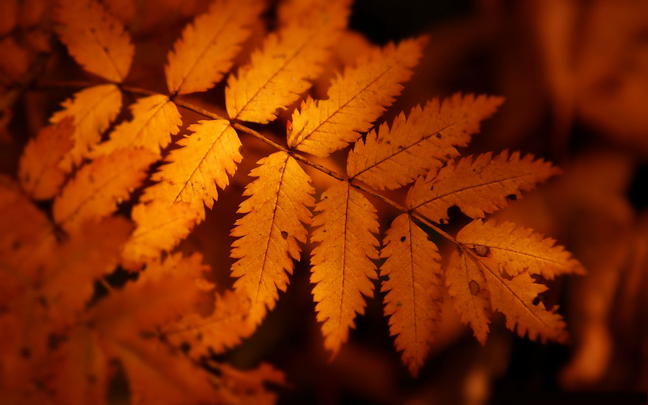 Beautiful Wallpapers for Desktop: Red Autumn Leaves Wallpapers hd Beautiful Wallpapers for Desktop: Red Autumn Leaves Wallpapers hd