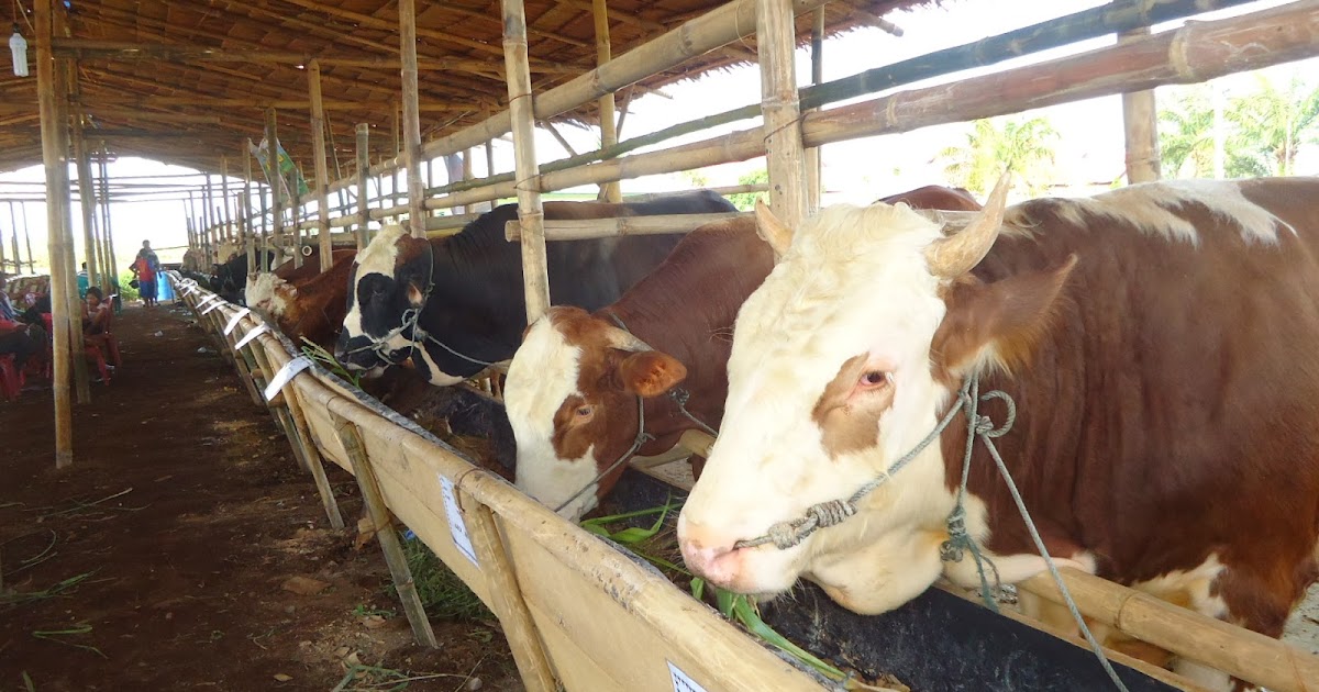 BUDIDAYA TERNAK SAPI POTONG | "BLOG TANI NELAYANKU"