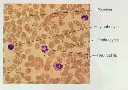 Prácticas Hematología: Práctica 10: Tinción de Wright. (PX)(B1)