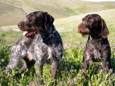 Are German Wirehaired Pointers Happiest