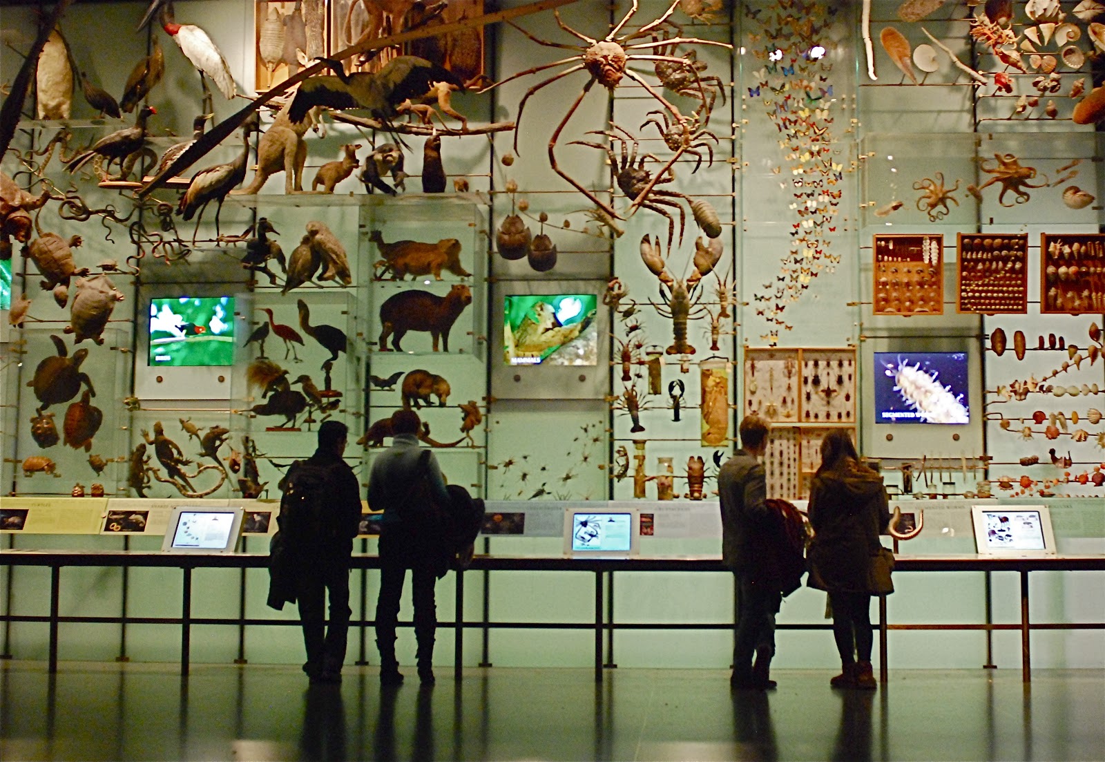 NYC ♥ NYC: All Creatures Great and Small - Hall of Biodiversity at the ...