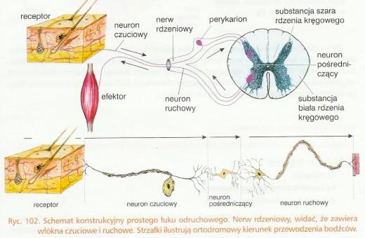 3. Tkanka - tkanka nerwowa | Biologia ogólna