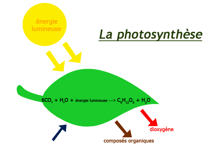 L'influence de la lumière sur les végétaux.