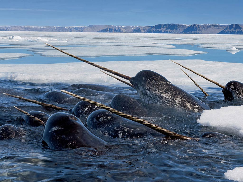 All This Is That Narwhals all-this-is-that-narwhals