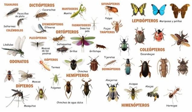TIPOS DE INSECTOS