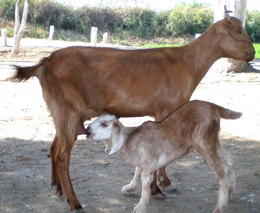 Goat Farming In Pakistan ROYSFARM goat-farming-in-pakistan-roysfarm
