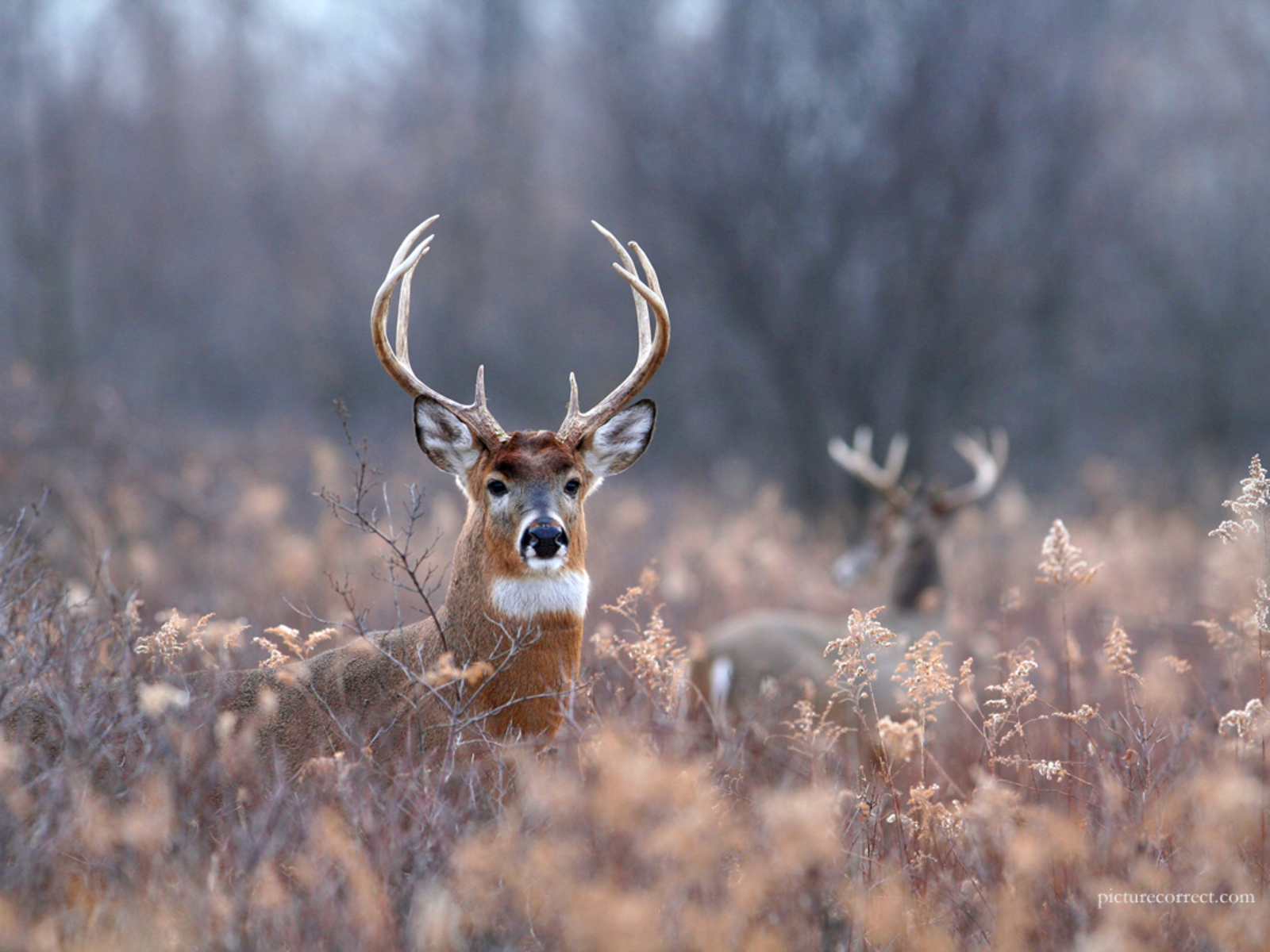Great Wallpaper Everyday Definition Deer Wallpaper High Definition great-wallpaper-everyday-definition-deer-wallpaper-high-definition