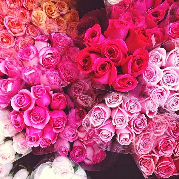 Roses In Shades Of Pink Photos Hub roses-in-shades-of-pink-photos-hub