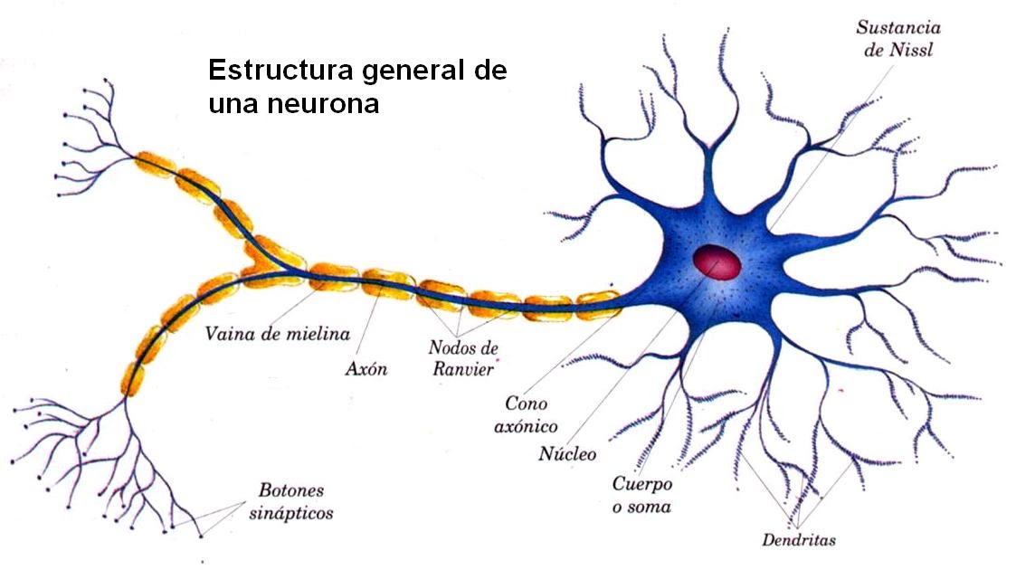 Neuronas: Estructura y morfologia