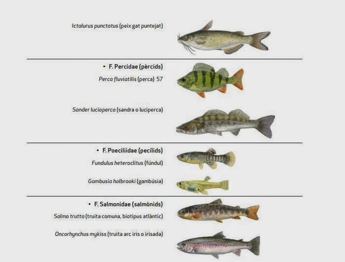 SOCIETAT DE PESCADORS ESPORTIUS DE L'ALT EMPORDÀ: ELS PEIXOS DELS RIUS I LES ZONES HUMIDES DE ...