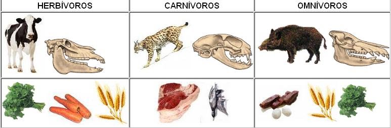 LA CLASE DE LOS PITUFINES (JÚZCAR): ¿CÓMO SE ALIMENTAN LOS ANIMALES?