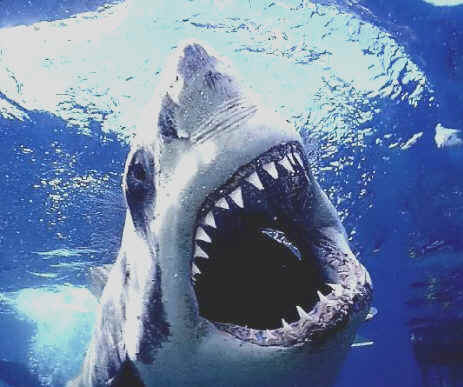 Animal Zoo Life: |Shark|Sharks|Shark pictures|Shark facts|Facts about ... Animal Zoo Life: |Shark|Sharks|Shark pictures|Shark facts|Facts about ...