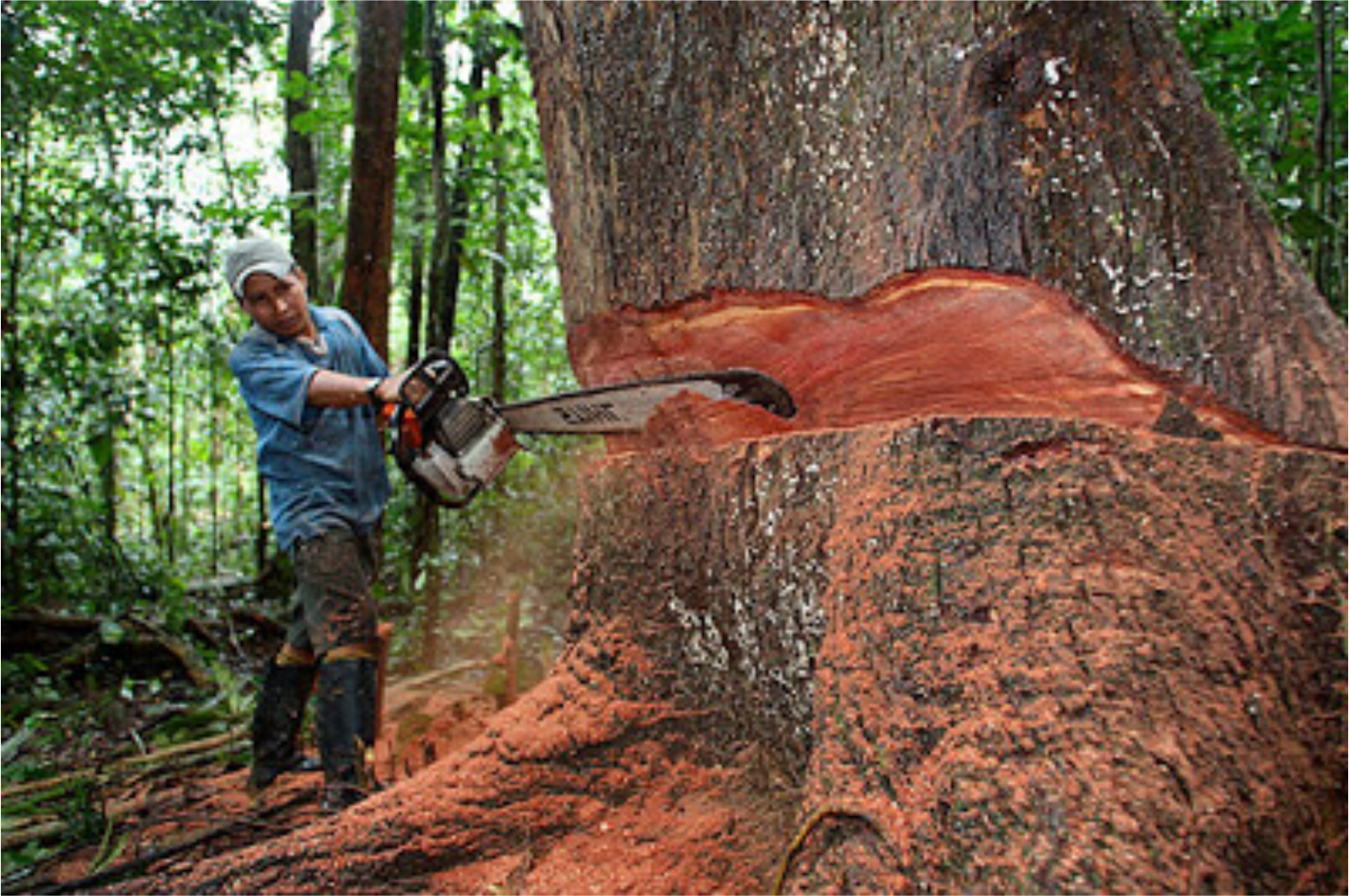 ESTRATEGIAS PARA PREVENIR LA DEFORESTACION: DEFORESTACION EN EL ...