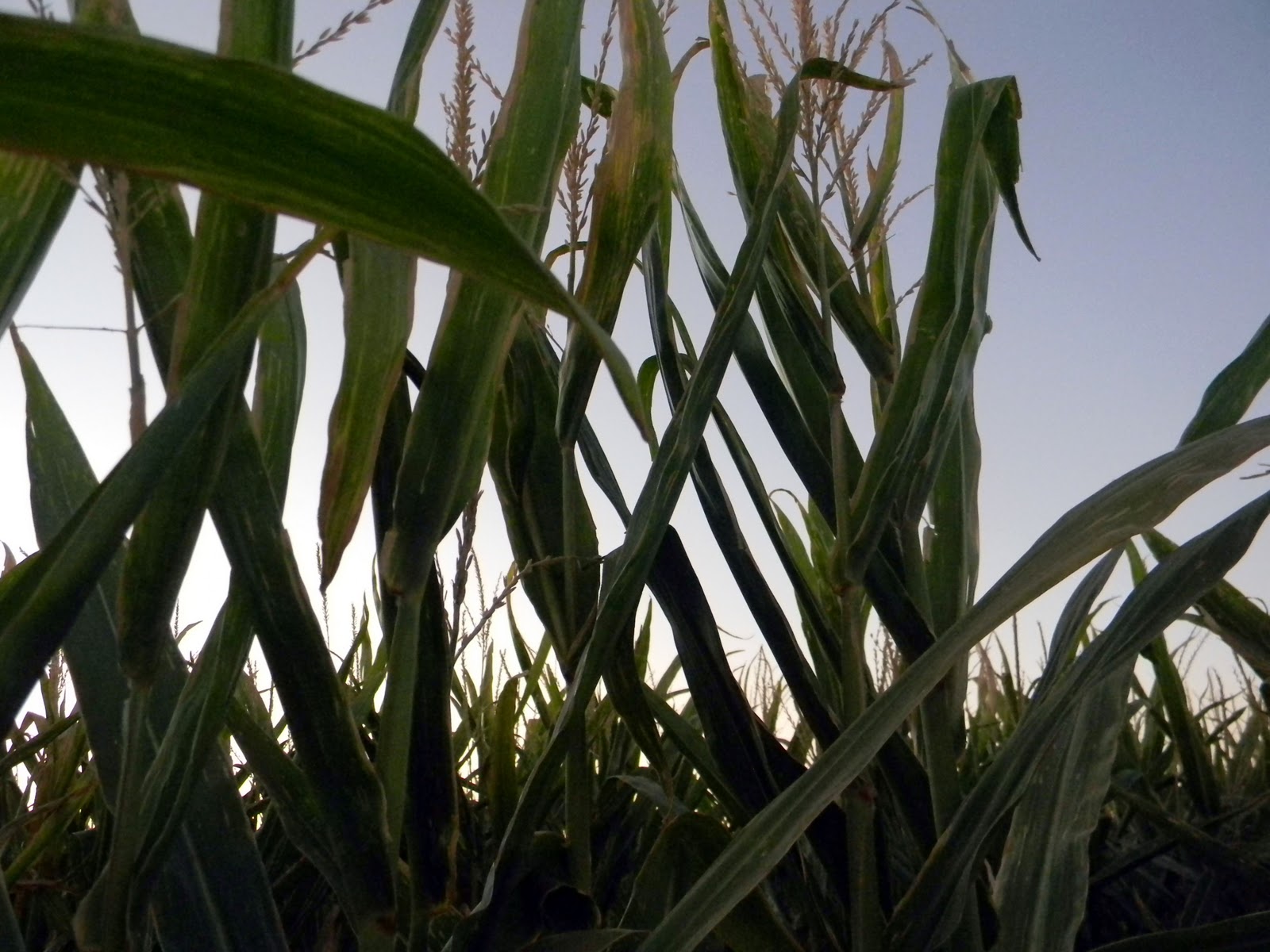 Hidden in the Corn Maze