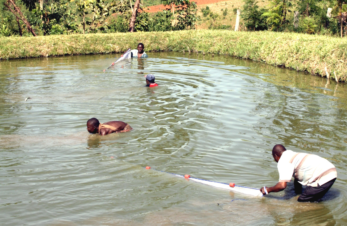 Fish Farming In Kenya ROYSFARM fish-farming-in-kenya-roysfarm
