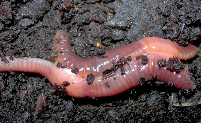 Ciencias de Joseleg: Retención de agua en gusanos terrestres segmentados