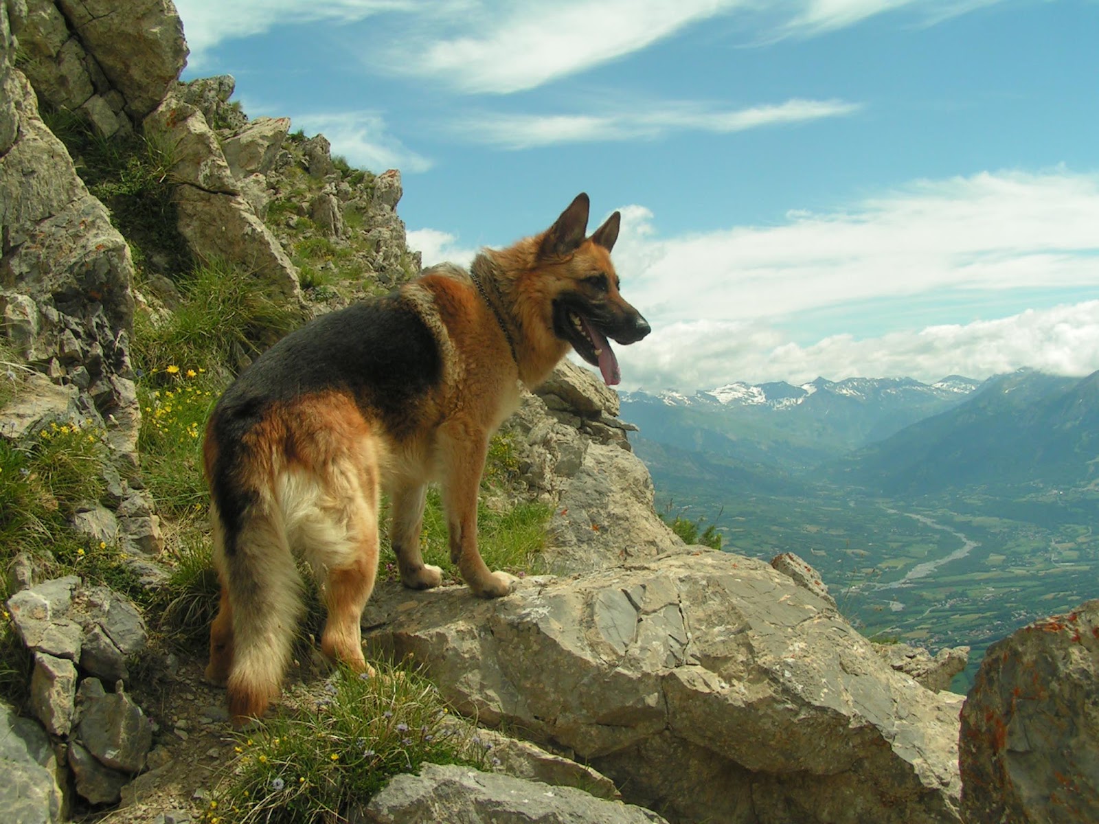 German Shepherd HD Wallpapers German Shepherd Dogs Wallpapers Full german-shepherd-hd-wallpapers-german-shepherd-dogs-wallpapers-full