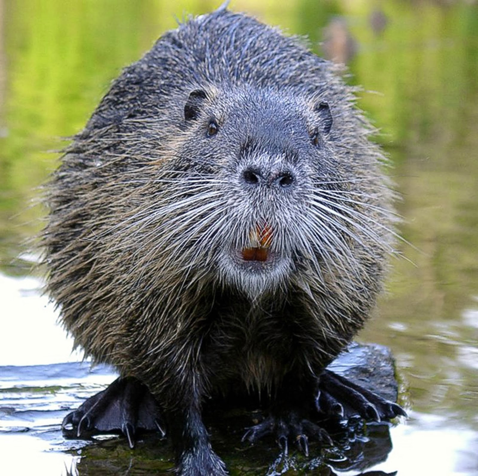 Rainy Saturday A Scary Story About Beaver Faces rainy-saturday-a-scary-story-about-beaver-faces
