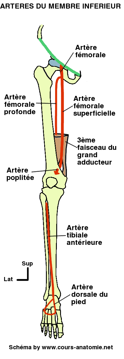 qcm anatomie membre supérieur pdf
