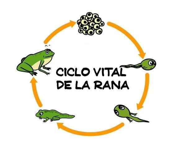 El ciclo de vida de una rana - Imagui