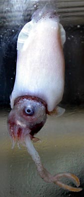 Real Monstrosities: Spirula