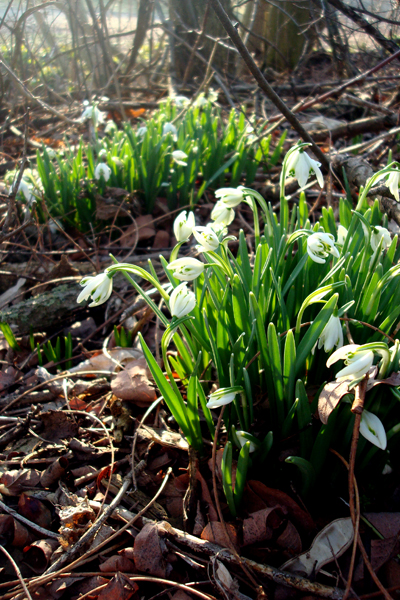 Pixie Hill: March 2012