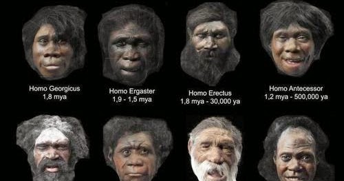 About...: Human Evolution Timeline