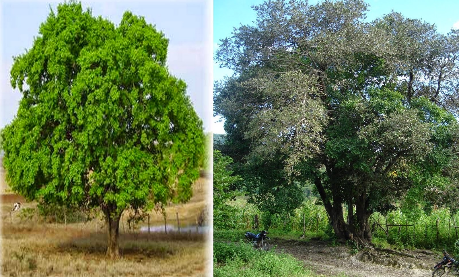 Licania rigida - Alchetron, The Free Social Encyclopedia