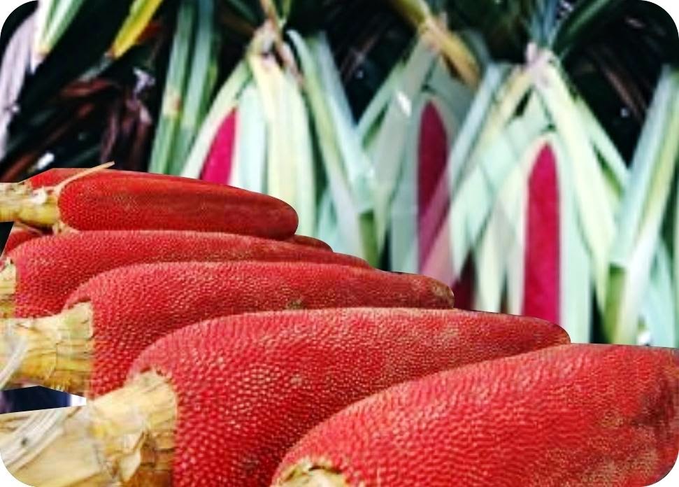 Buah Merah, Buah Ajaib dari Papua - Ajaib dan Aneh Buah Merah, Buah Ajaib dari Papua - Ajaib dan Aneh
