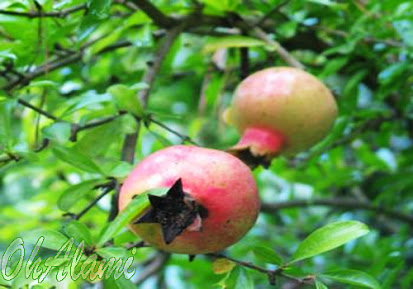 Obat Alami Untuk Mengobati Cacingan dari Tumbuhan Jenis Delima Putih (Punica Granatum L)