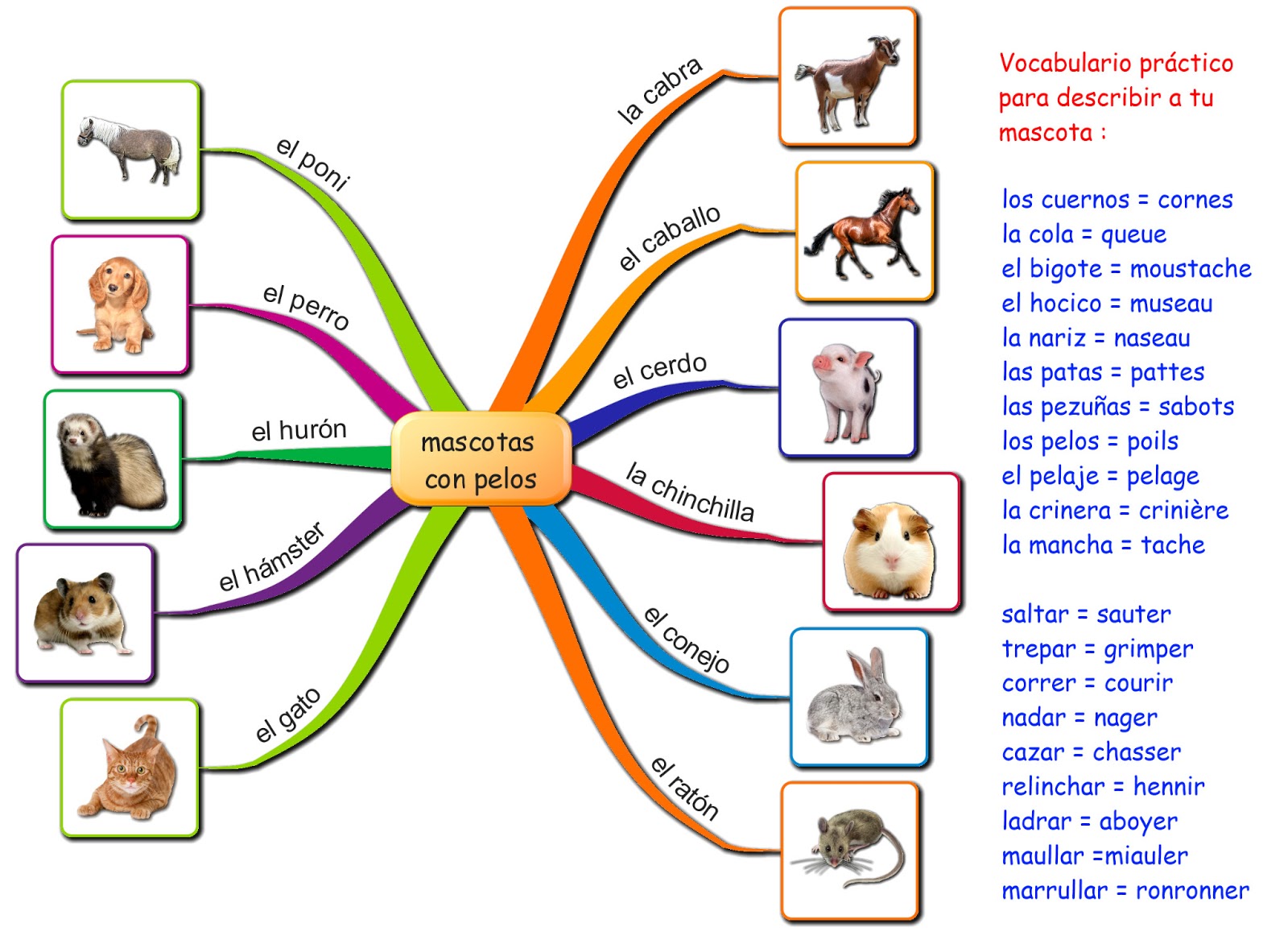 Animales en español - Imagui