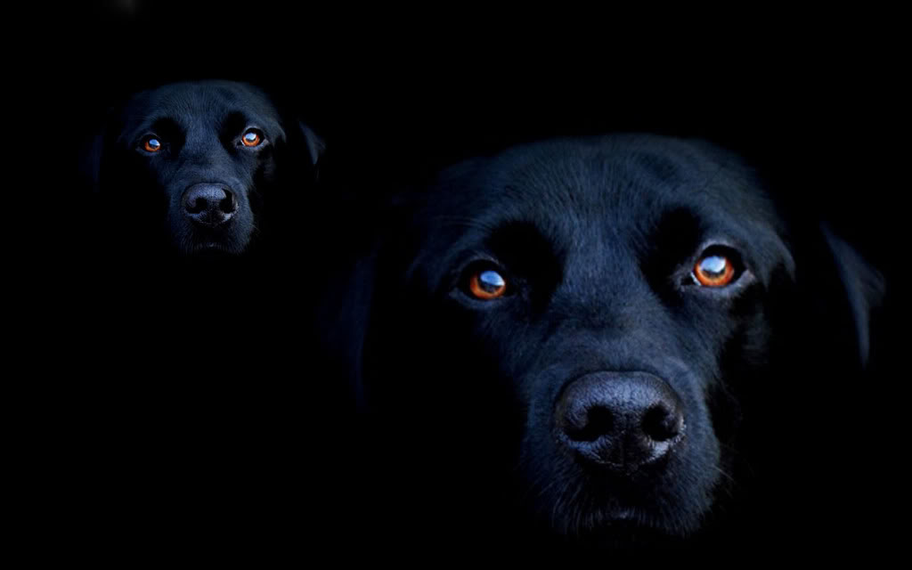 RINCON MULTIMEDIA: LO QUE VEN LOS PERROS RINCON MULTIMEDIA: LO QUE VEN LOS PERROS