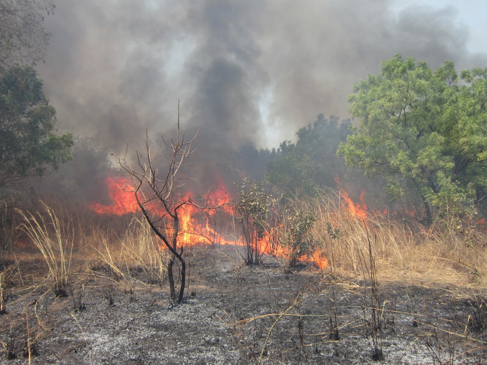Nébéday, l'environnement au coeur du développement: Nouveau feu de brousse dans la forêt de Sangako
