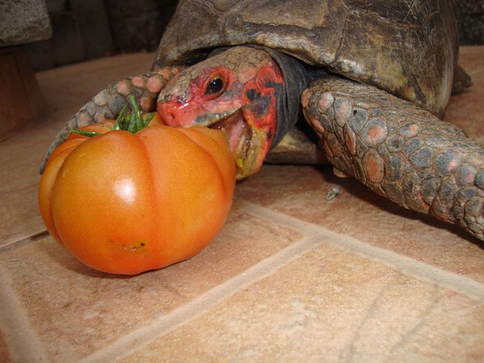 Turtles Eating Things Actress Album turtles-eating-things-actress-album