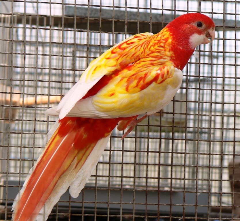 exotic delta: Les roselles