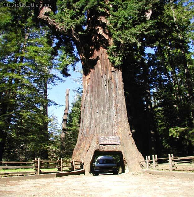 HQ Wallpapers World s Biggest And Largest Trees hq-wallpapers-world-s-biggest-and-largest-trees