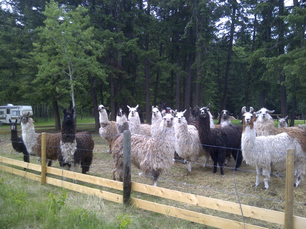 Coyote Acres Ranch Updating Llama Herd coyote-acres-ranch-updating-llama-herd