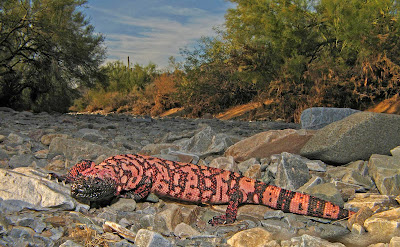 Popular Science for Kids: Gila Monster Facts for Kids