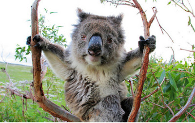 Funny Koala Bear Photos 2011 | Funny Animals