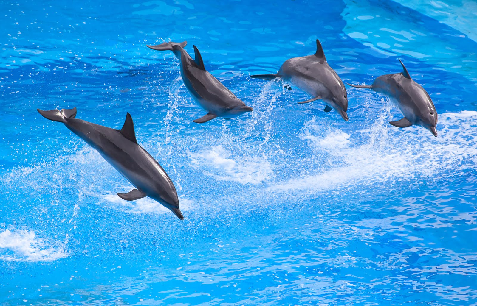 Delfines - Imagenes