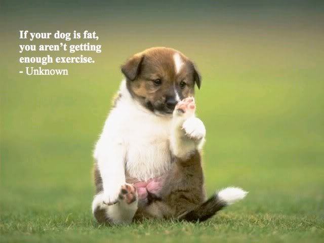 Funny Pictures Gallery Puppies Quotes Puppy Quotes funny-pictures-gallery-puppies-quotes-puppy-quotes