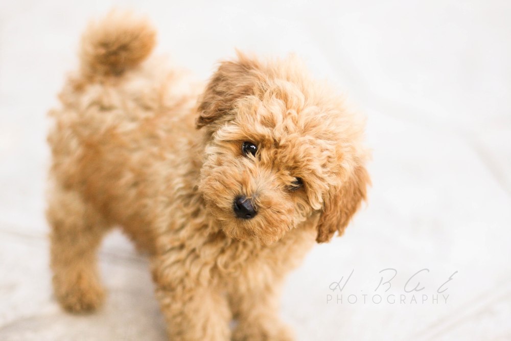 An Original Belle Toy Poodle Puppy Photo Shoot an-original-belle-toy-poodle-puppy-photo-shoot