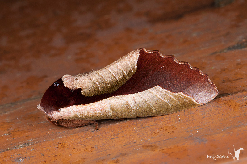 Real Monstrosities: Uropyia meticulodina. Best camouflage, ever.