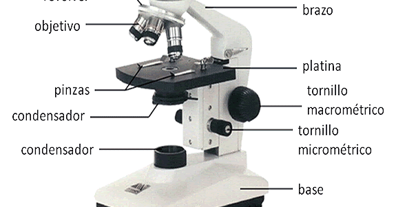 Método de la ciencia: Reconocimiento y manejo del microscopio y la lupa ...