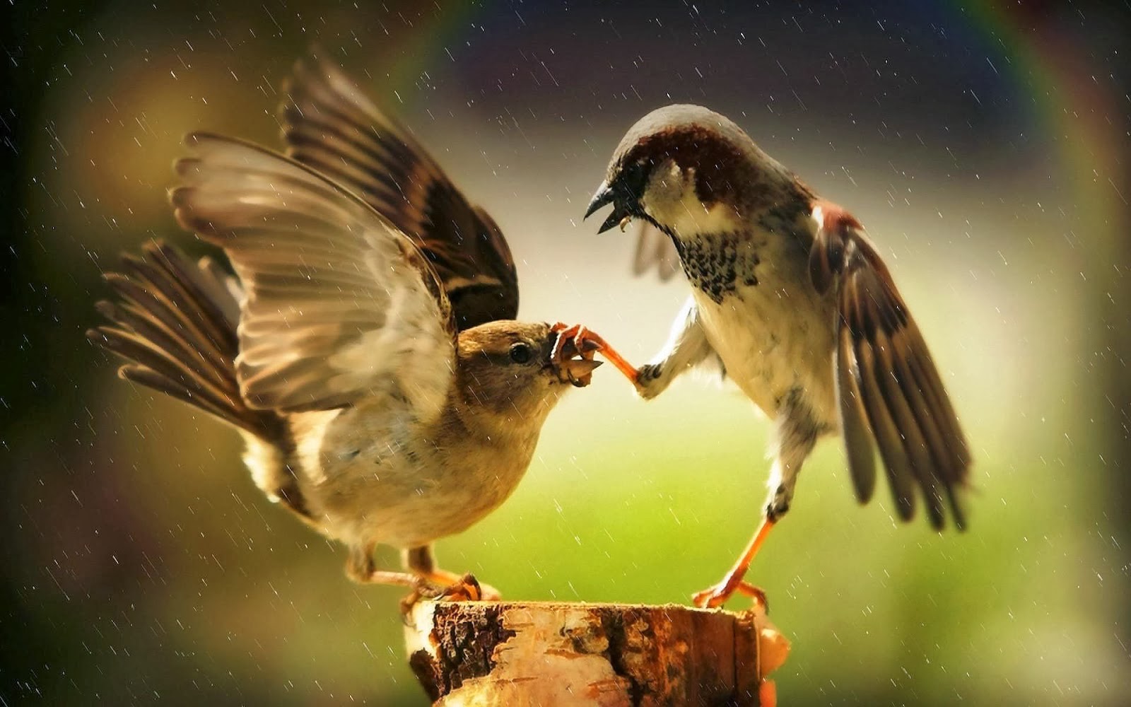 Two Fighting Birds Wallpaper Free Beautiful Desktop Wallpapers 2014 two-fighting-birds-wallpaper-free-beautiful-desktop-wallpapers-2014