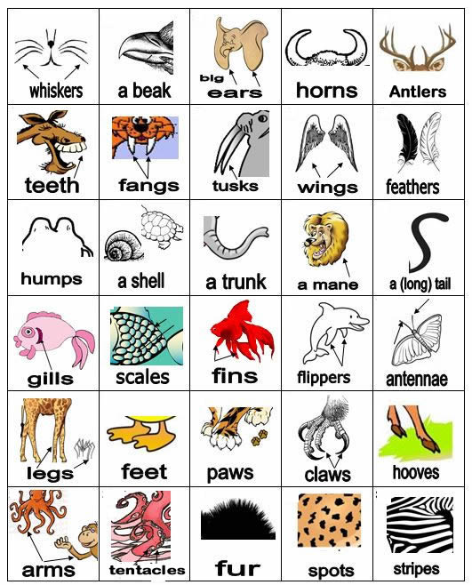 Let's learn English!: Las partes del cuerpo de los animales