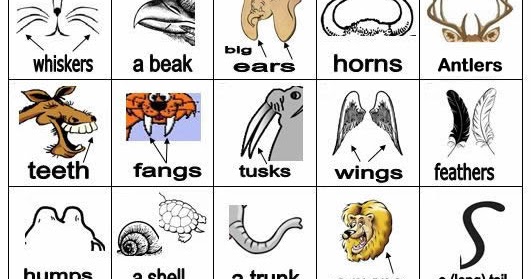Let's learn English!: Las partes del cuerpo de los animales