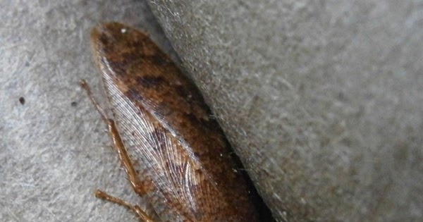 Invertebrate Dude: Taiwanese leaf roach update