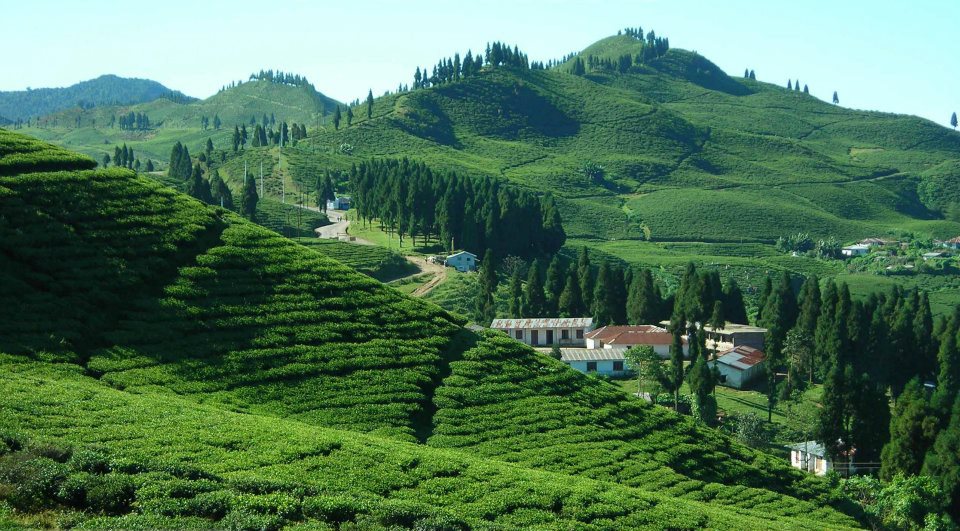 Nepali Tea, Coffee & Spice Shop: Tea Garden of Ilam Nepal