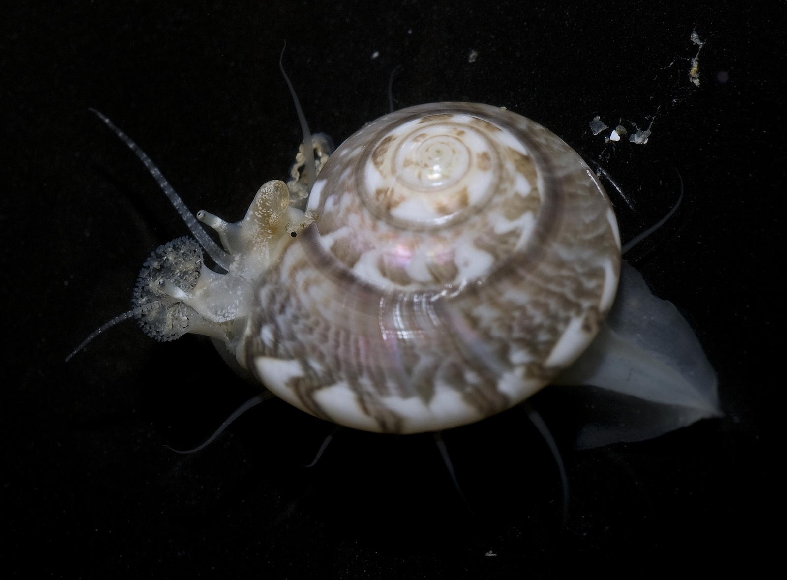 Real Monstrosities: Button Top